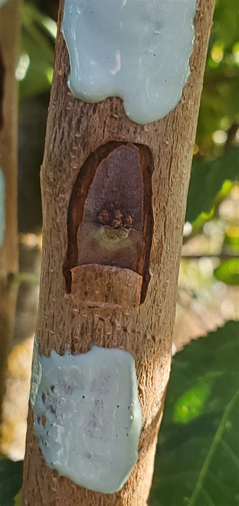 2023 Chip Budding Results The Fruit House