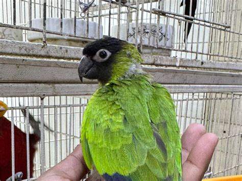 Nanday Conure
