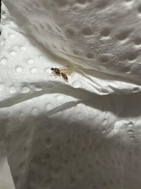 What Is This Bug A Swarm Flew In My House When I Opened My Door