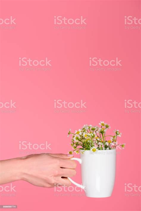 사람이 아름 다운 Chamomiles 핑크에 고립 된와 컵을 들고의 부분 보기 여자에 대한 스톡 사진 및 기타 이미지 여자 유색 배경 쥠 Istock