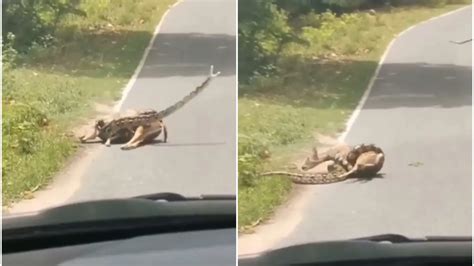 Viral Video Man Risks Life To Rescue Deer From Deadly Grip Of Python