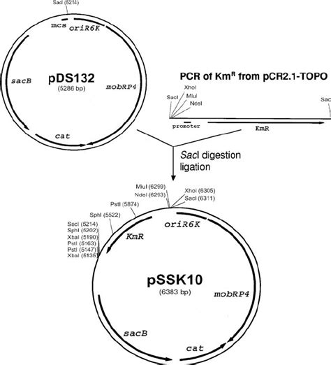 Construction Of The Suicide Plasmid Pssk10 The Plasmid Pssk10 Was Download Scientific Diagram