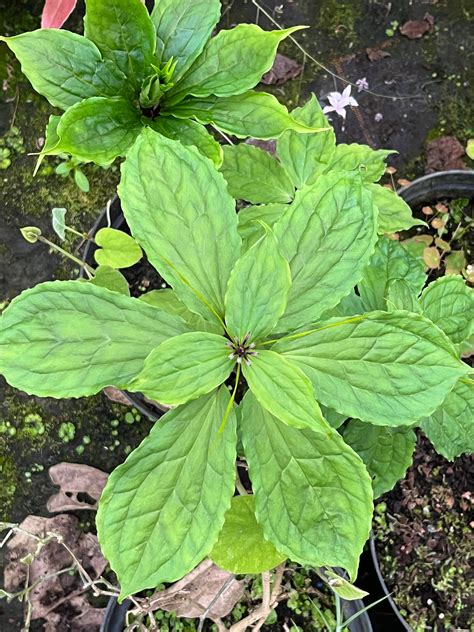 Paris Polyphylla Edulis