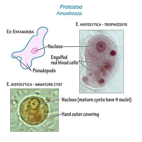 Protozoa 3