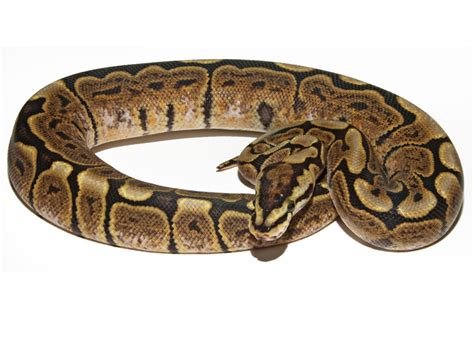 Morph List World Of Ball Pythons