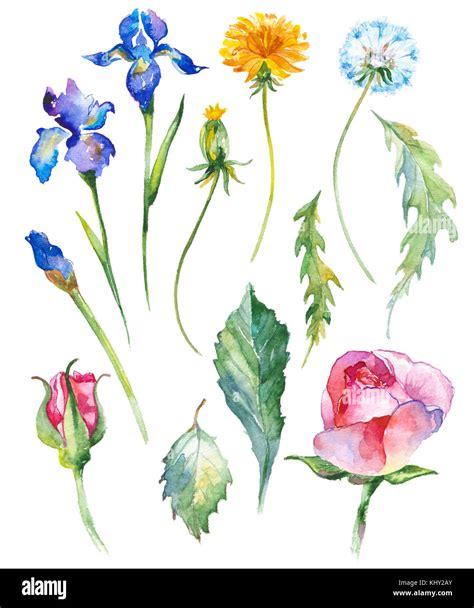 Blumen Gezeichnet