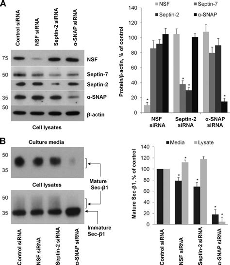Septin Dynamics Are Essential For Exocytosis Pmc