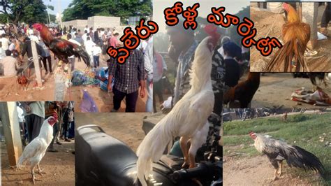 Pileru Kolla Market Sunday 10 11 2024పీలేరు కోళ్ల మార్కెట్ పీలేరు