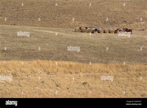 Random Rural Field Covered In Dry Brittle Summer Grass A Single Row