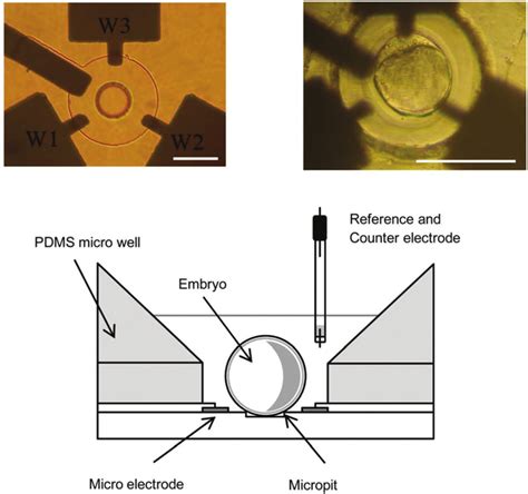 Chip Device With Three Platinum Working Electrodes A Circular Sio 2 Download Scientific