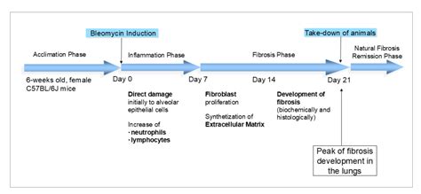 Bleomycin Induced Pulmonary Fibrosis Model Smc Laboratories Inc