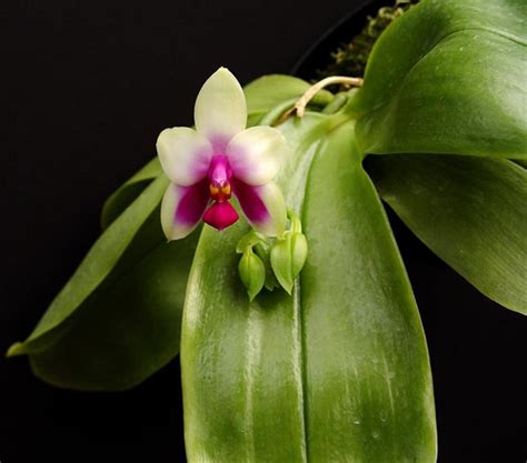 Phal Bellina [4n] Double Trouble [4n] X Self Orchidweb