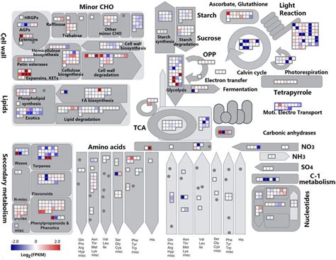A Schematic Overview Of Changes In Transcript Abundance In The Middle Download Scientific