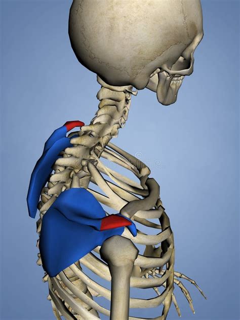 Scapula Acromion Process