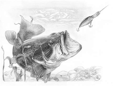 Largemouth Bass Drawing In Graphite Pencil
