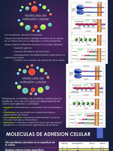 Moleculas De Adhesion Celular Pdf Integrina Biología Celular