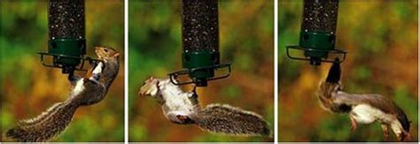 Spinning Squirrel Proof Bird Feeder Droll Yankees Flipper Review