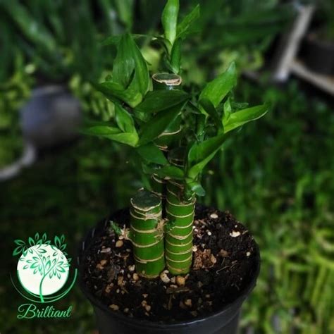 خرید و قیمت بامبو لوتوس ریشه دار ،ریشه در خاک،ریشه پردر گلدان سایز 12 ترب