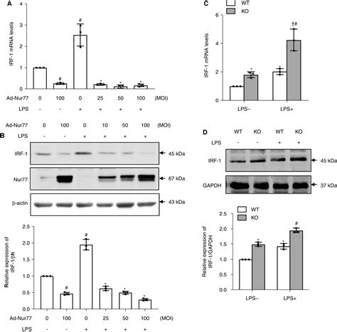 Nur77 Attenuates Inflammasome Activation By Inhibiting Caspase 1 Expression In Pulmonary