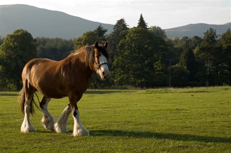Cá Ngựa Clydesdale Hình ảnh Sẵn Có Tải Xuống Hình ảnh Ngay Bây Giờ