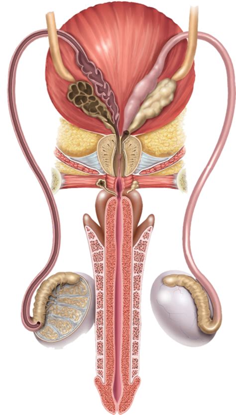 Male Reproductive System Diagram Quizlet Male Reproductive System Diagram Quizlet
