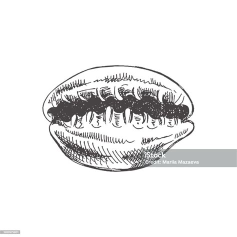 조개껍데기 조개 소라의 손으로 그린 스케치 가리비 조개껍데기 흰색 배경에 분리된 스케치 스타일 벡터 그림 가리비에 대한 스톡 벡터 아트 및 기타 이미지 Istock