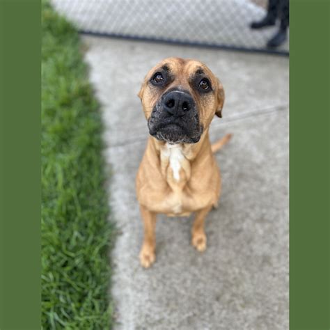 Lara Large Female American Bulldog X Rhodesian Ridgeback Mix Dog In