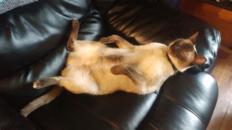 Simon Is Pleased By Pre Warmed Couch Cushions Rsiamesecats