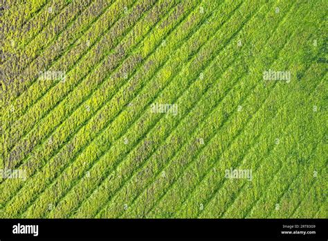 Prevent Algae Growth On Concrete At Charlotte Revell Blog