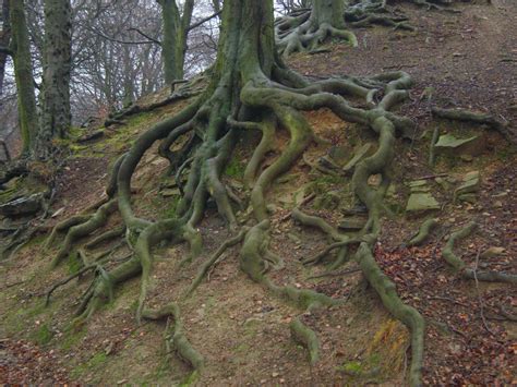 Tree Roots By PaulineMoss On DeviantArt