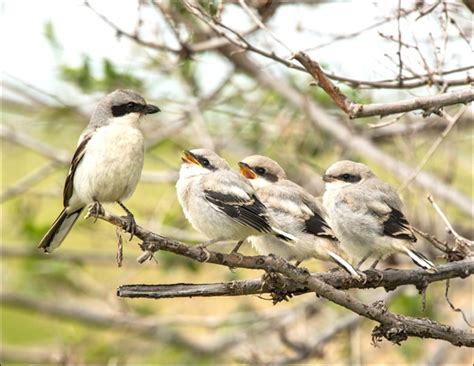 Butcher Bird Impale