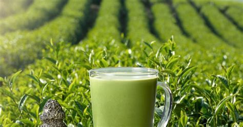 스타벅스 제주도 어린 찻잎 넣은 유기농 말차 선봬