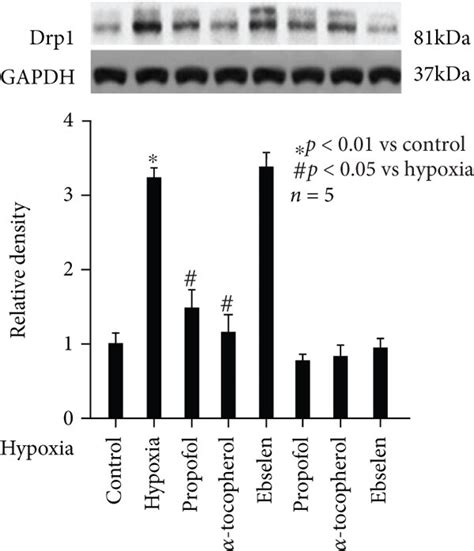 Hypoxia And Propofol Modulated Drp1 Expression And Mitochondrial Download Scientific Diagram