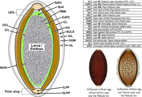 Drawing Of Huffmanela Huffmani Eggshell With Other Details A Composite