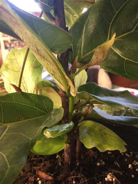 How To Treat And Prevent These 4 Common Fiddle Leaf Fig Diseases