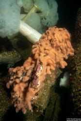 Sea Pork Aplidium Californicum Spanglers Scuba