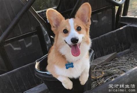 小型犬品种大全10种超级好养有聪明的小型犬 爱才妹生活