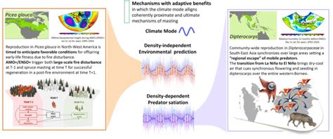 Examples Of Density Independent Left And Density Dependent Right Download Scientific