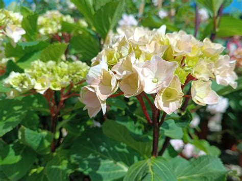 Hydrangea Macrophylla Onyx Flamingo®