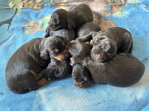 Ft Cocker Spaniel Hvalpe