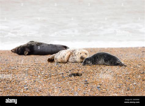 Grey Seals On A Beach Grey Seal Halichoerus Grypus Colony In Winter
