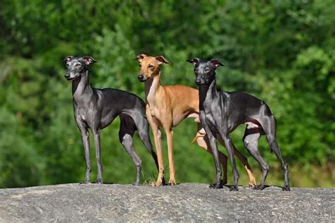 Italian Greyhound Dog Breed Guide Temperament Care And Facts