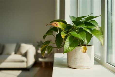 9 Common Causes Of Brown Tips On Houseplants And How To Avoid Them Houseplant Authority