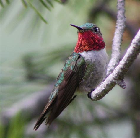 All 9 Amazing Hummingbirds In Florida [with Pictures]