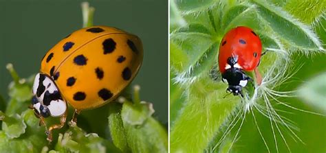 Some Lady Beetles Bite Heres How To Tell Which Ones The Weather