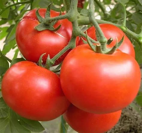 Ethephon Is Not Just A Ripening Agent It Has Many Wonderful Uses