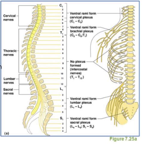 Mini Lecture Epidural Flashcards Quizlet