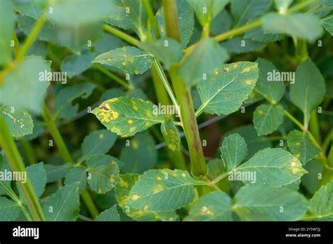 Dahlia Plant Suffering From A Disease Leaf Close Up Dahlia Plant