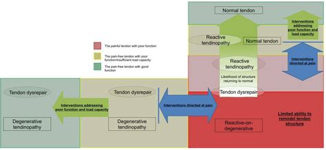 Physiotutors Revisiting The Continuum Model Of Tendon Facebook