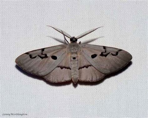 Hypochrosis Sternaria · Inaturalist